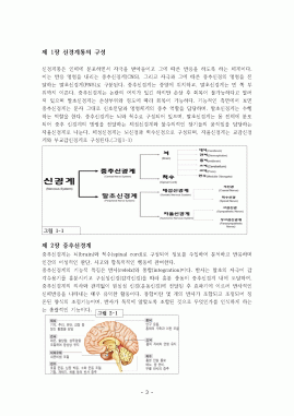 해부생리학 중추신경계와 말초신경계의 구조와 차이 레포트-1페이지