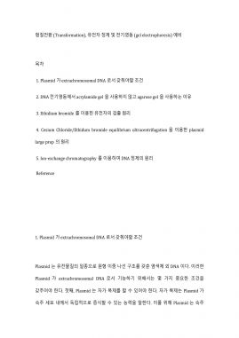 형질전환 (Transformation), 유전자 정제 및 전기영동 (gel electrophoresis) 예비-1페이지