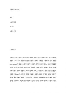 단백질의 전기영동-1페이지