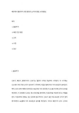 배란에서 출생까지 과정 총정리 (난자의 발달, 뇌의발달)-1페이지