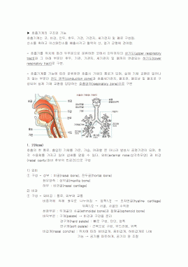 호흡기계의 구조와 기능 (1. 코(Nose) 2. 부비동(Paranasal Sinus) 3. 인두 (Pharynx) 4. 후두(Larynx) 5. 기관 및 기관지(Trachea and Bronchus) 6. 폐포(Alveoli) 7. 폐와 흉막(Lung and Pleura))-1페이지