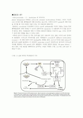 EROD , CYTOCHROME P450 CYP1A-1페이지