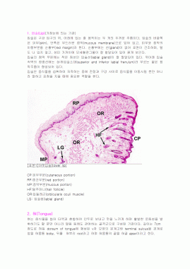 언어진단검사-1페이지