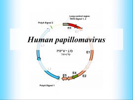 인간 유두종 바이러스에 관해서(HPV:Human papillomavirus)-1페이지