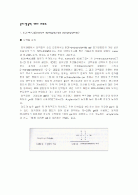 단백질 분리 레포트 자료-1페이지