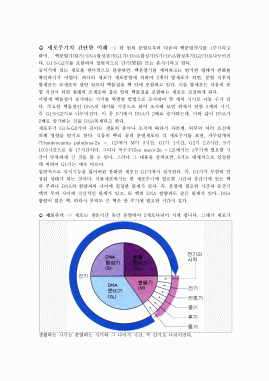 [자연과학] 세포주기 (cell cycle)-1페이지