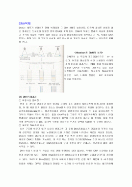단백질합성 과정-1페이지