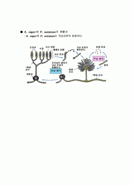 세균학-균류 레포트 자료-1페이지