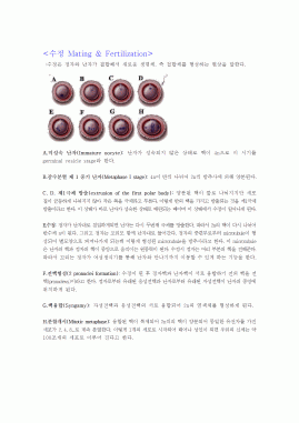 동물의 수정 레포트 자료-1페이지