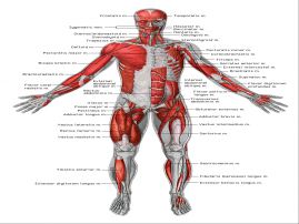 해부학 Anatomy에 대해-1페이지