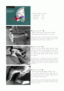 귀의 구조 레포트 자료-1페이지