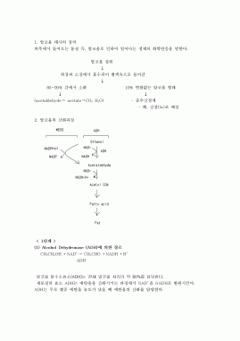 알코올 대사 레포트 자료-1페이지