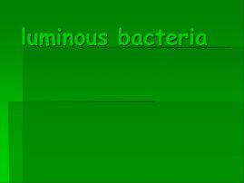luminous bacteria 레포트 자료-1페이지