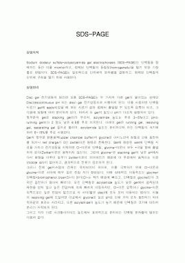 SDS-PAGE 레포트 자료-1페이지