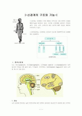 성인간호 신경계의 구조와 기능-1페이지