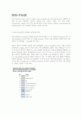 SDS PAGE, Western blotting 자료-1페이지