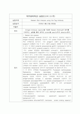 [생화학 실험] his-tag 항체를 이용한 웨스턴 블랏 분석 (Western Blot Analysis using His-Tag Antibody)-1페이지
