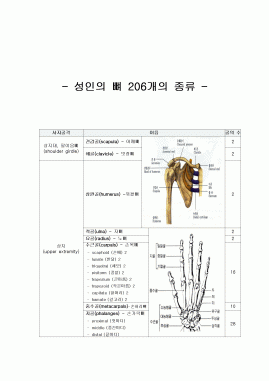성인의 뼈 206개의 종류-1페이지
