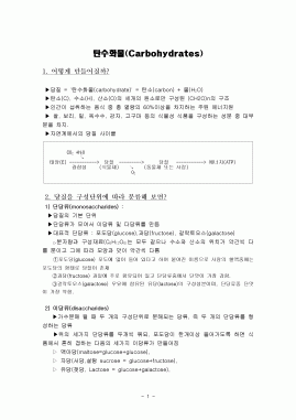 탄수화물에 대하여-1페이지