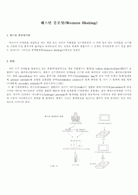 웨스턴 블롯팅-1페이지