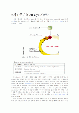 [생물학] Cell cycle과 CDK-1페이지