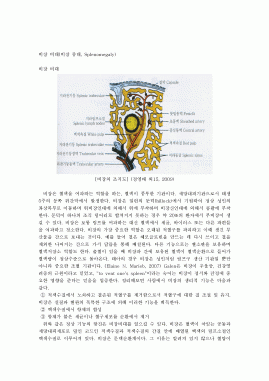 비장 (비장 비대,비장 종대)-1페이지