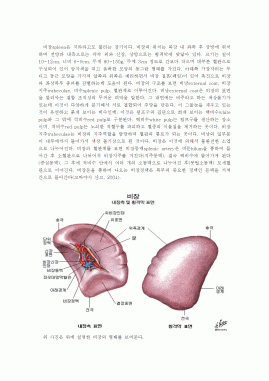 비장 기능 항진증-1페이지