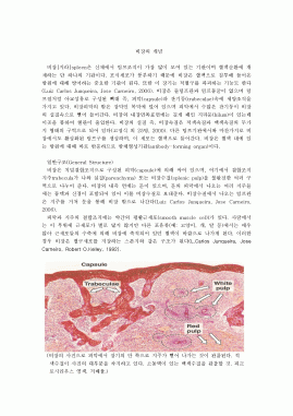 비장 - 비장의 개념-1페이지