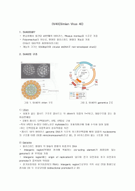 simian virus 40 레포트 자료-1페이지