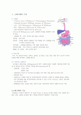 소화기계의 구성-1페이지