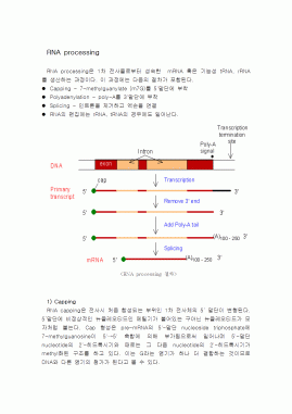 RNA processing 레포트 자료-1페이지
