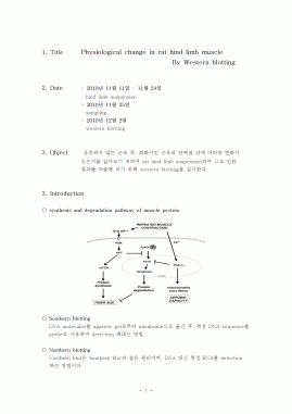 Physiological change in rat hind limb muscle By Western blotting-1페이지