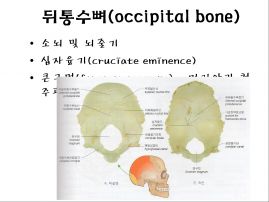 뒤통수뼈(occipital bone) 관자뼈(temporal bone) 나비뼈(sphenoid bone)-1페이지