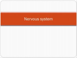 Nervous system 레포트 자료-1페이지