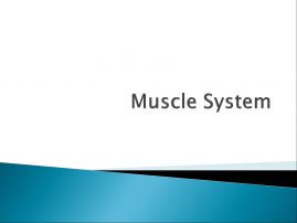 Muscle System 레포트 자료-1페이지