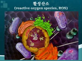 활성산소 (reactive oxygen species, ROS)-1페이지