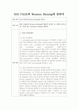 SDS PAGE와 Western Blotting에 관하여-1페이지