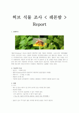 허브 식물 조사 <레몬밤>-1페이지