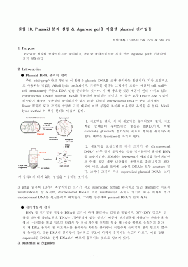 실험 10. Plasmid 분리 실험 & Agarose gel을 이용한 plasmid 전기영동 : 실험결과-1페이지