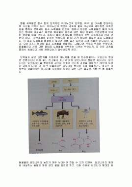질소노폐물 레포트 자료-1페이지