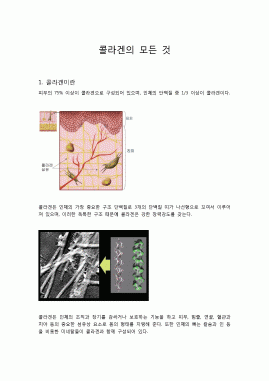콜라겐의 모든 것-1페이지