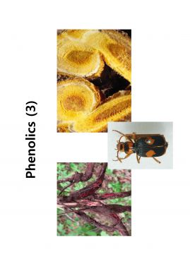 phenolics(3) 레포트 자료-1페이지