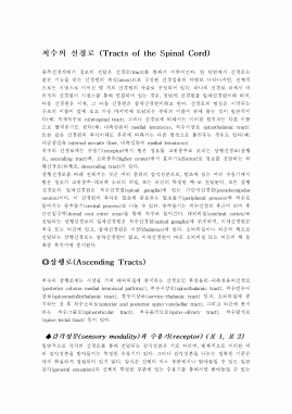 [의학] 척수의 신경로[Tracts of the Spinal Cord], 뇌의 기능-1페이지