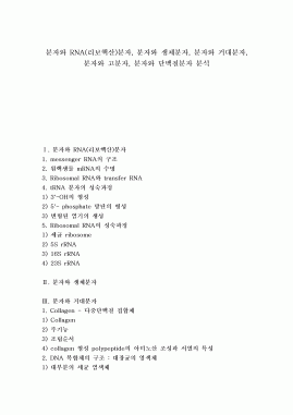 [분자][분자와 RNA분자][리보핵산][분자와 생체분자][분자와 거대분자][분자와 고분자][분자와 단백질]분자와 RNA(리보핵산)분자, 분자와 생체분자, 분자와 거대분자, 분자와 고분자, 분자와 단백질분자 분석-1페이지