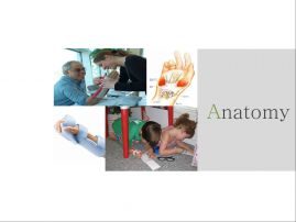 [의학] 수부 해부학[Anatomy]-1페이지