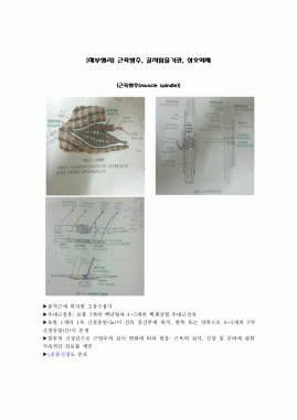 [해부생리] 근육방추, 골지힘줄기관, 상호억제-1페이지