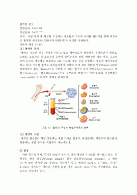 일반생물학 실험 - 혈액형분석 및 ABO혈액형 혈구세포 관찰 (동국대 생명 보고서)-1페이지