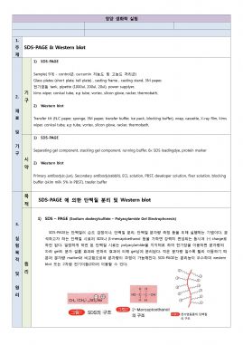 영양생화학실험) SDS-PAGE 및 western blot-1페이지