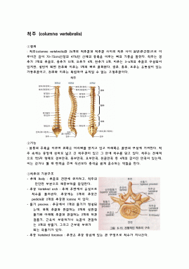 척추(척주와 척수)-1페이지