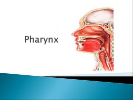 pharynx cancer(인두암)에 관한 PPT-1페이지